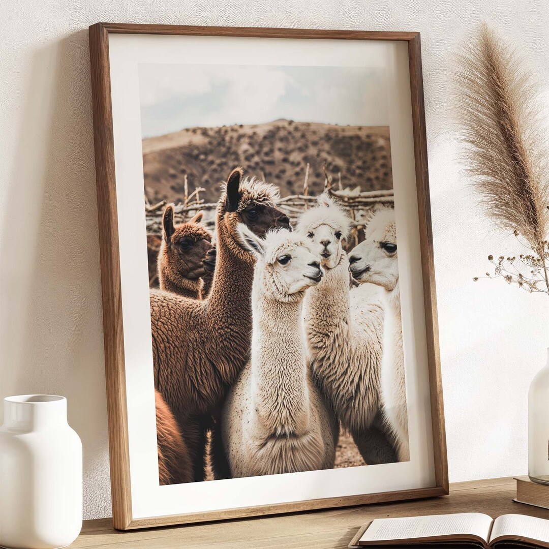 Alpaca Poster, Vintage Photography of a Herd of Alpacas in the Steppe ...
