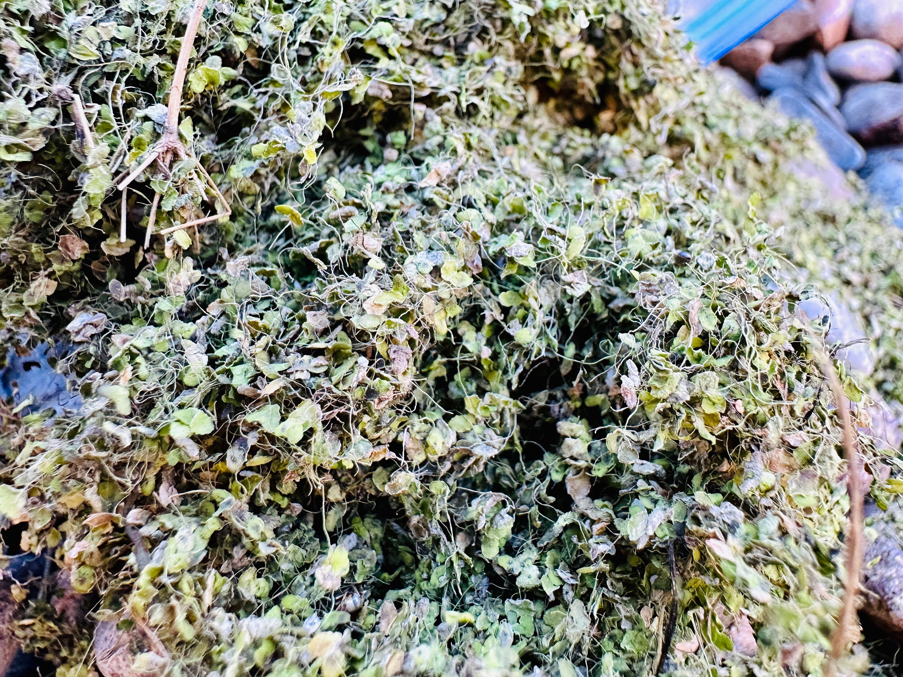 Dried Duckweed Fertilizer 2-0-3 for Indoor/outdoor Plants, Plant Food ...