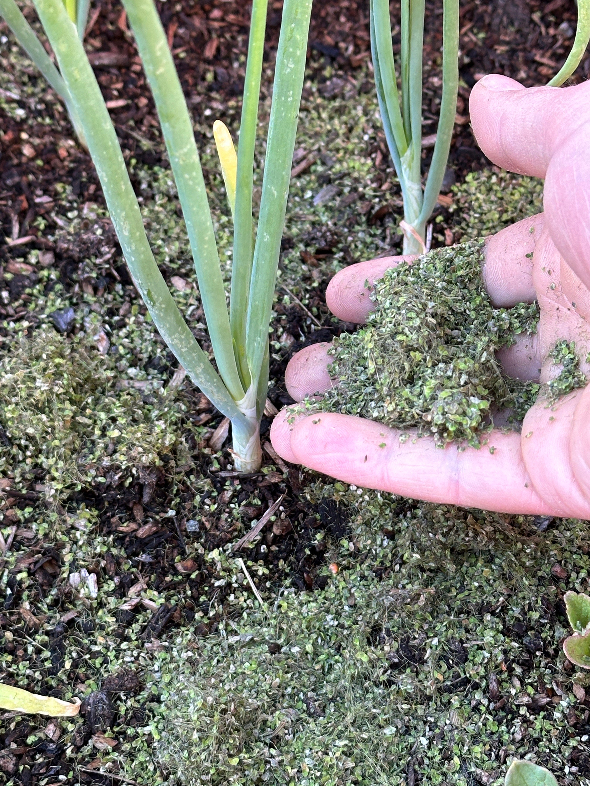 Dried Duckweed Fertilizer 2-0-3 for Indoor/outdoor Plants, Plant Food ...