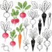 Root Vegetable Clipart Bundle SVG PNG AI – Carrot Radish Beet Turnip ...