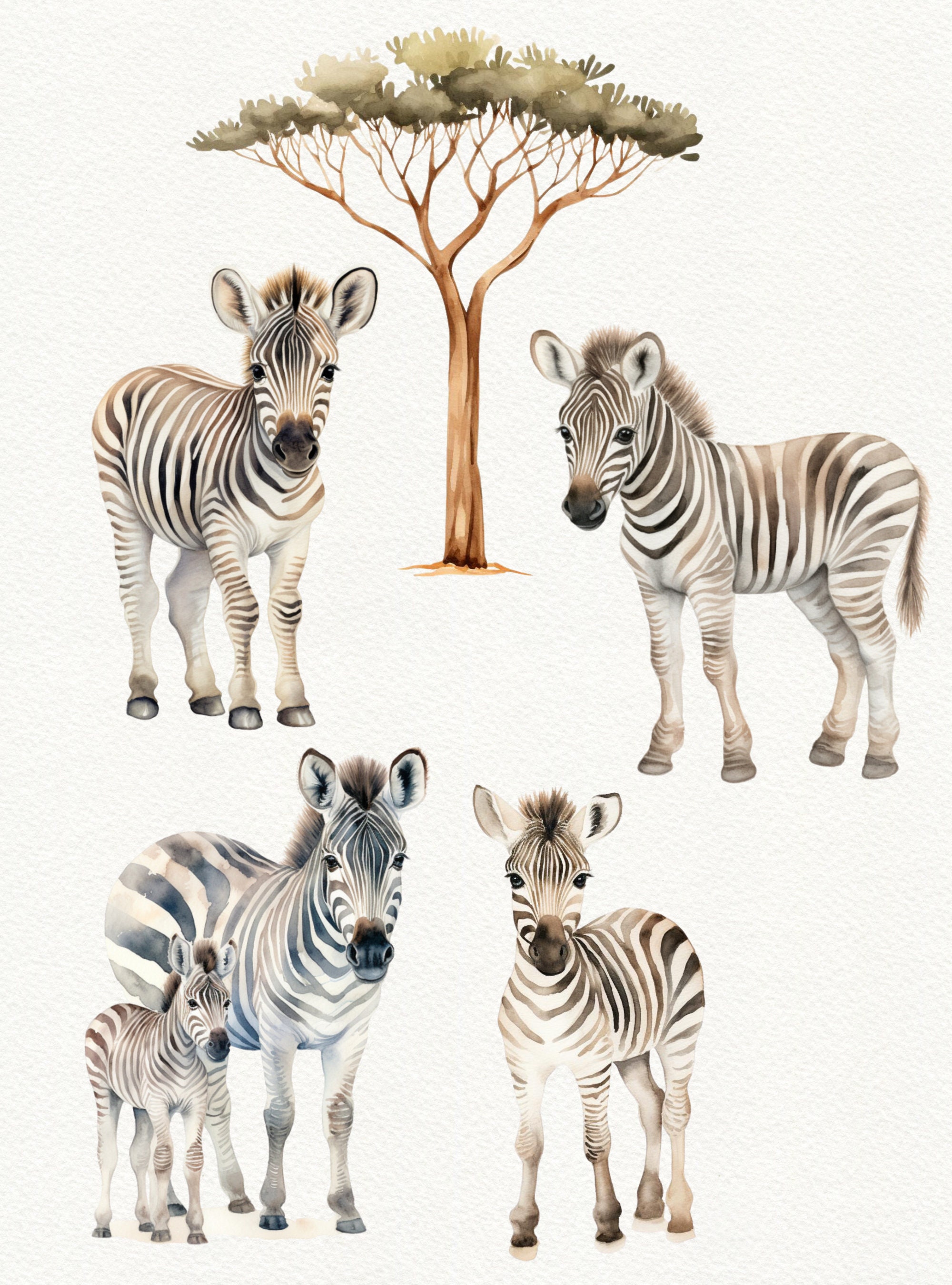 Zebra Clipart, Zebra Watercolor Clipart, Zebras Clipart, Baby Zebra ...