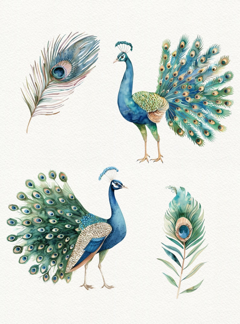 Peacock Clipart, Peacock Feathers Clipart, Peacock PNG, Bird Clipart ...