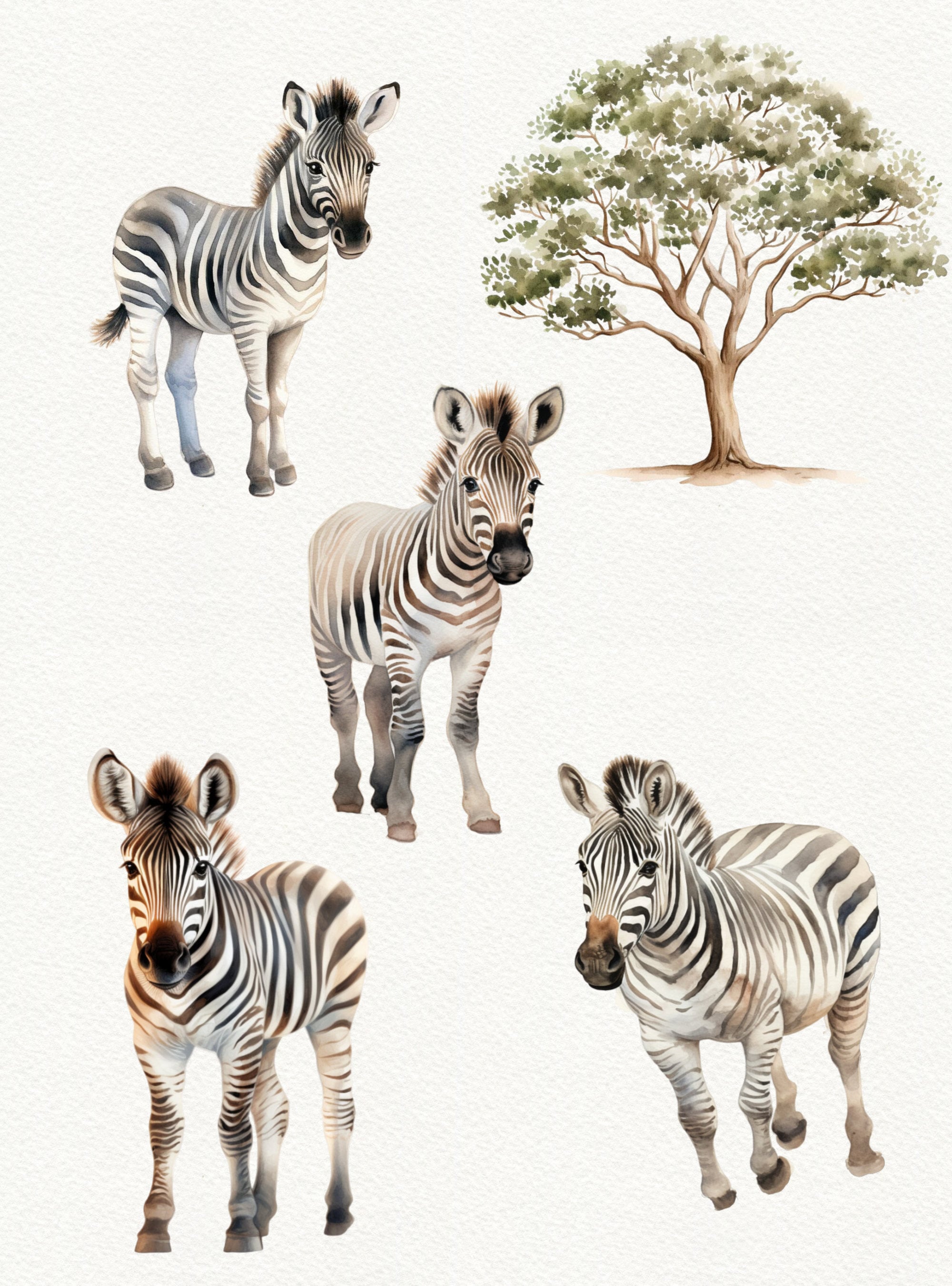 Zebra Clipart, Zebra Watercolor Clipart, Zebras Clipart, Baby Zebra ...