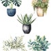 Potted Plants Clipart, House Plants Clipart, Greenery Clipart ...