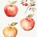 Watercolor Apple Clipart: 16 PNG Images (digital Download) - Etsy