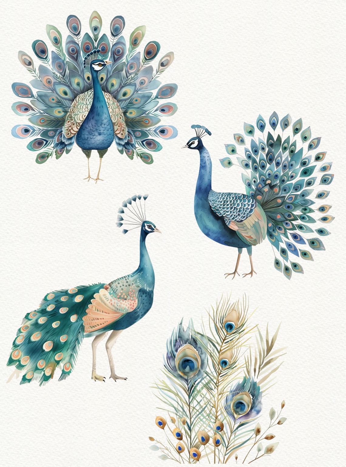 Peacock Clipart: Feather Graphics, Bird PNG Images (digital Download ...
