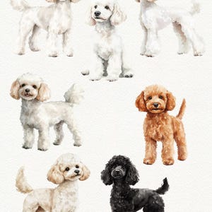 Cute Poodle Clipart Bundle, Dog PNG Images (digital Download) - Etsy