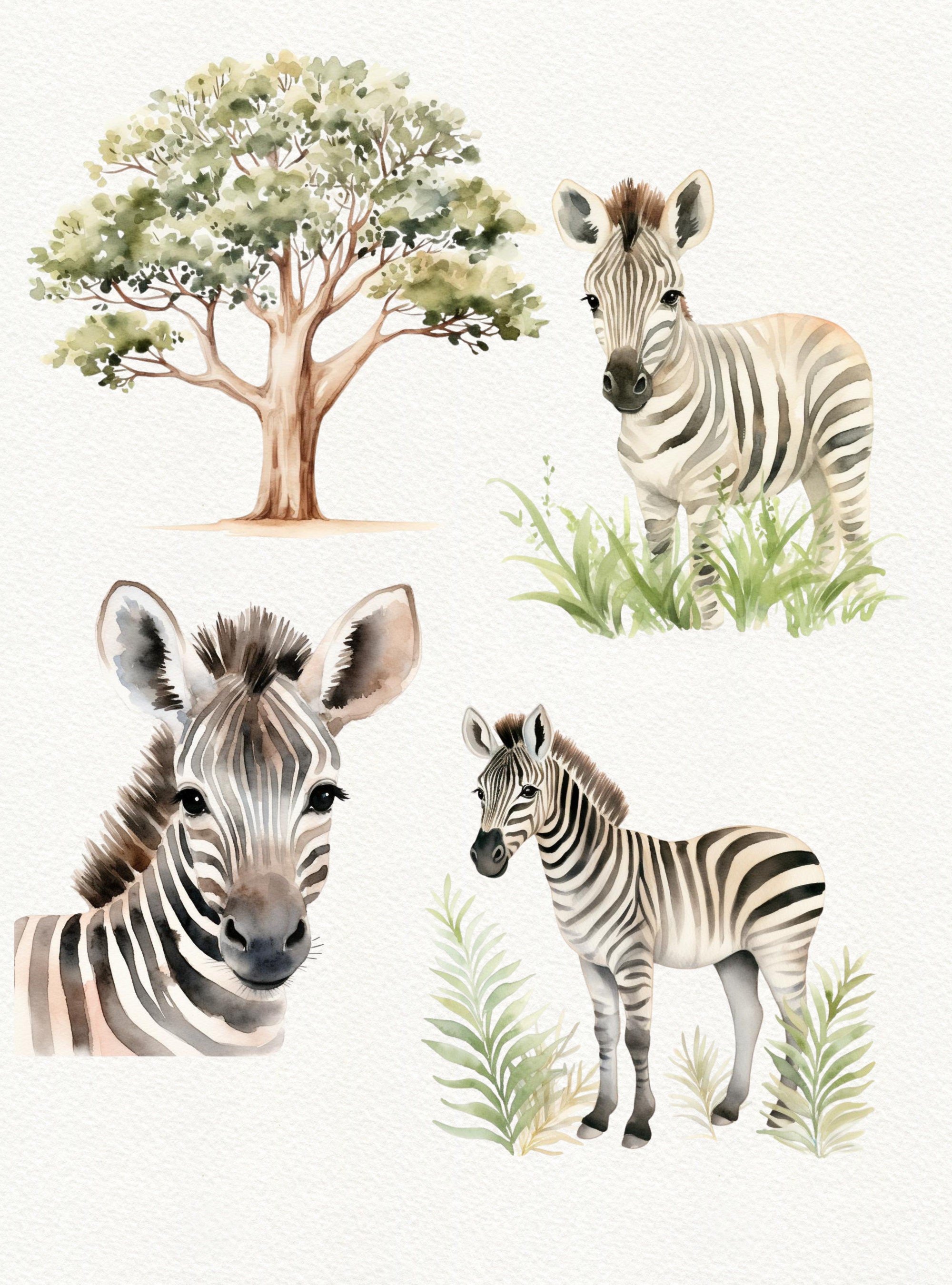 Zebra Clipart, Zebra Watercolor Clipart, Zebras Clipart, Baby Zebra ...
