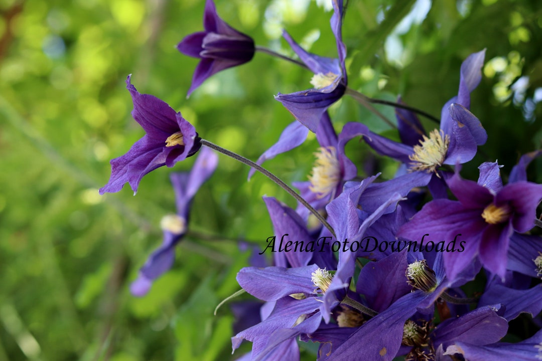 Clematis / Digital Download Print / Landscape Digital Print / - Etsy