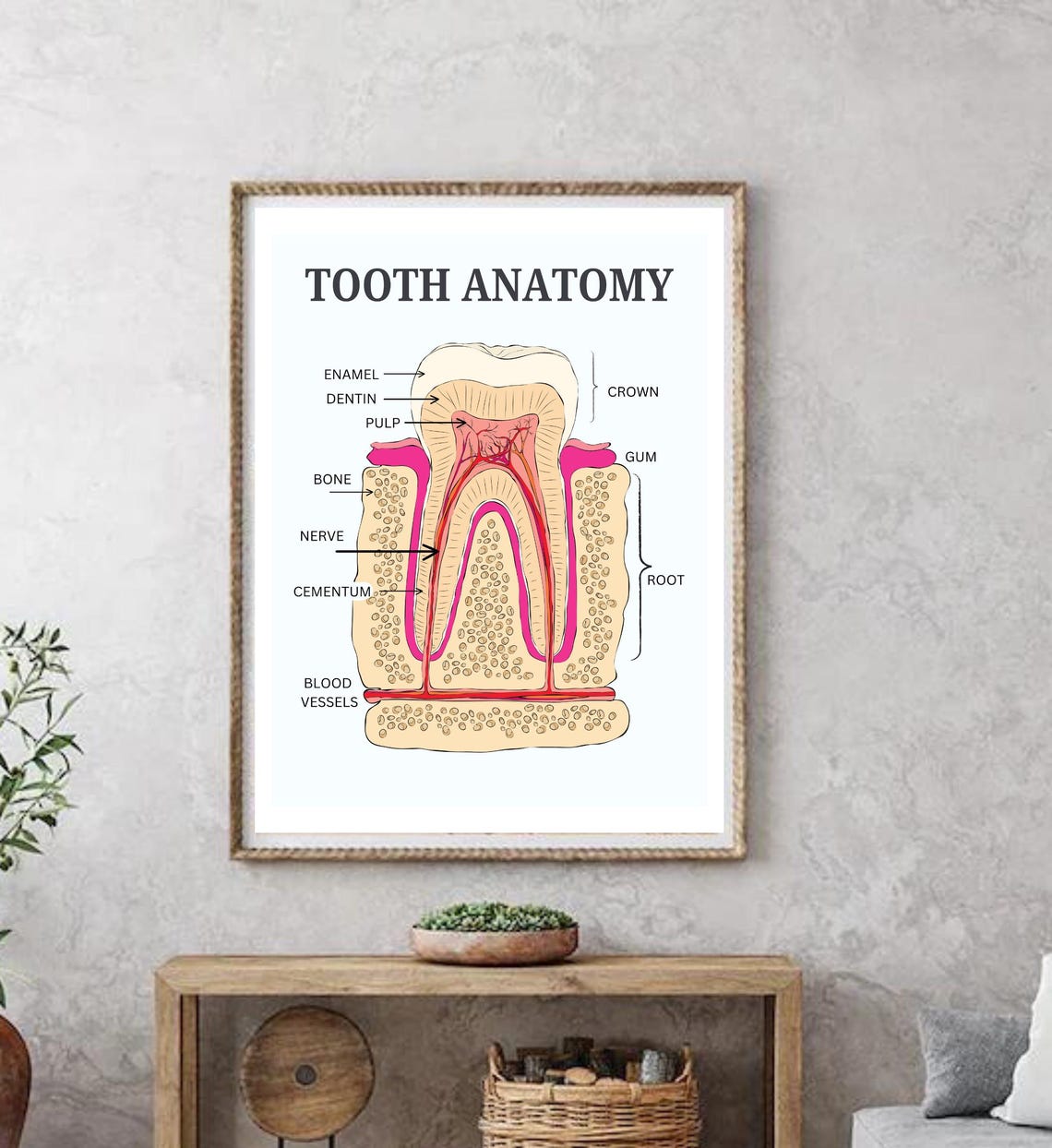Tooth Anatomy Poster: Dental Office Wall Art - Etsy