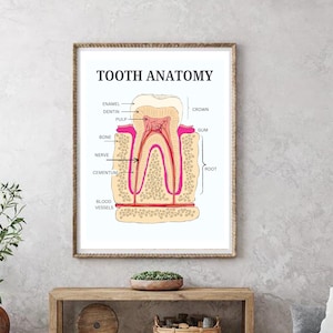 Tooth Anatomy Poster: Dental Office Wall Art - Etsy