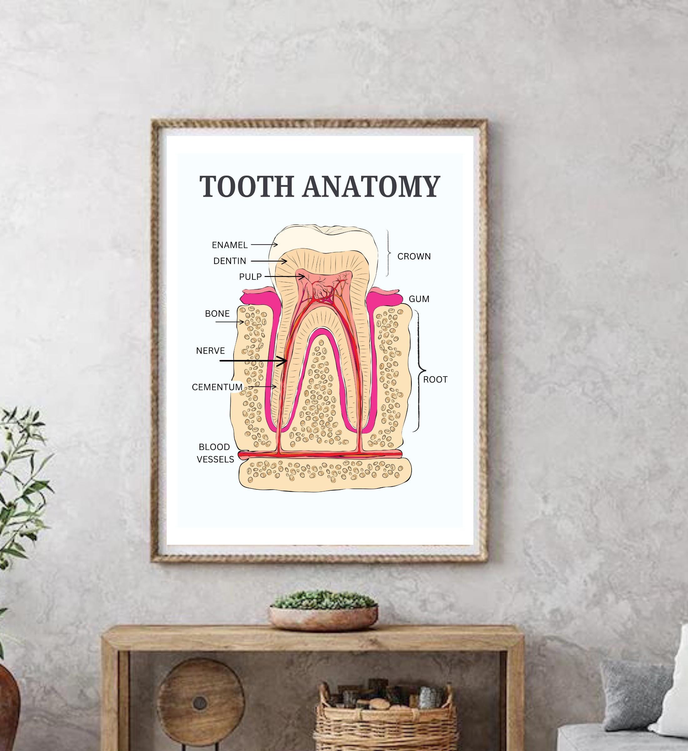 Tooth Anatomy Poster, Teeth Chart, Educational Dental Wall Art, Dentist ...