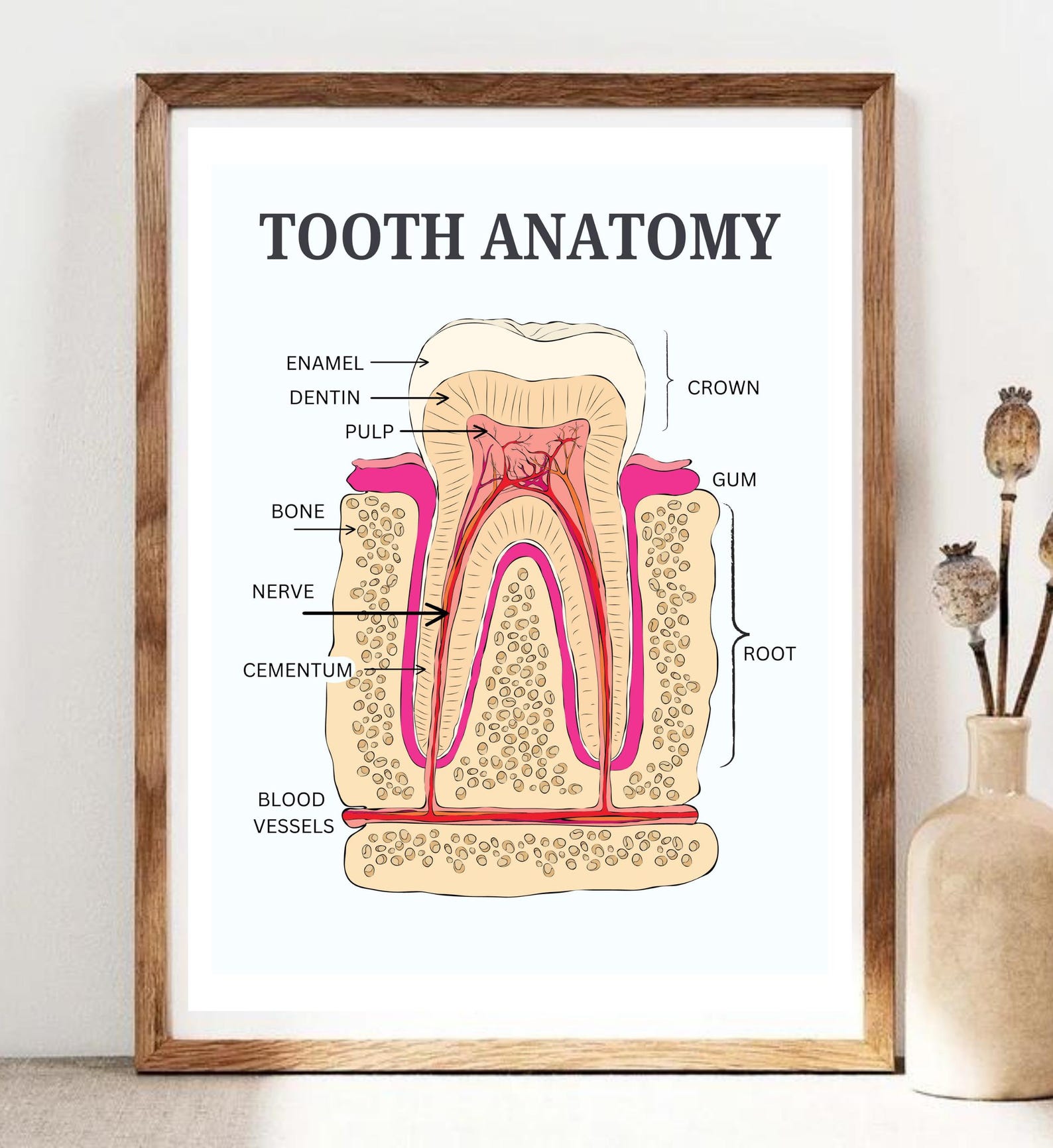 Tooth Anatomy Poster, Teeth Chart, Educational Dental Wall Art, Dentist ...