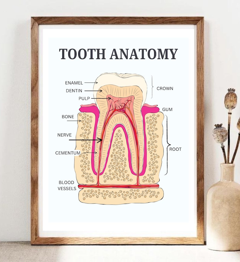 Tooth Anatomy Poster, Teeth Chart, Educational Dental Wall Art, Dentist ...