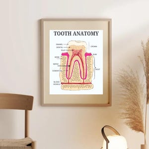 Tooth Anatomy Poster: Dental Office Wall Art - Etsy