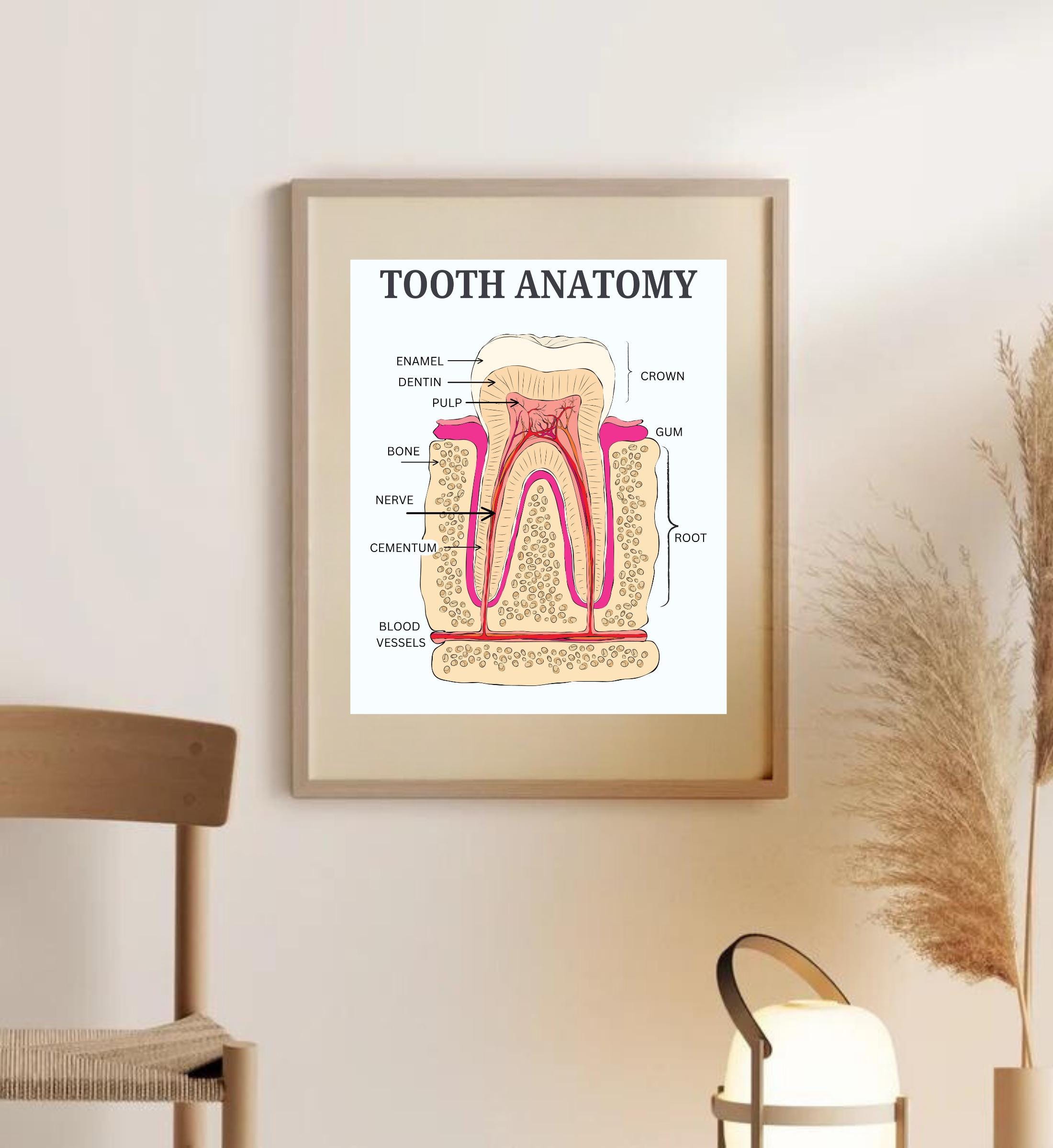 Tooth Anatomy Poster: Dental Office Wall Art - Etsy