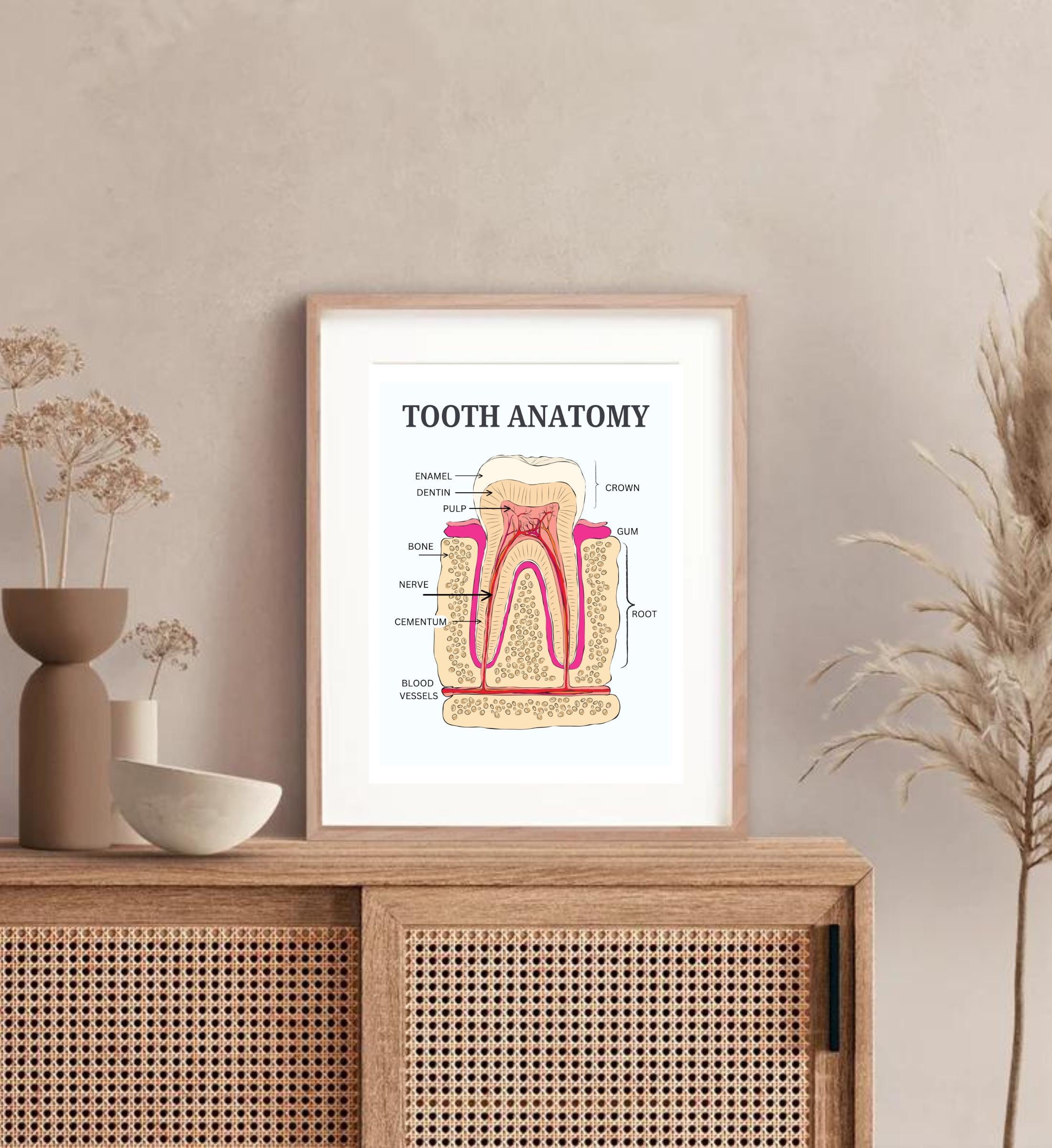 Tooth Anatomy Poster: Dental Office Wall Art - Etsy