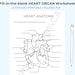 Fill-in-the-blank Anatomy Organ Worksheet -HEART- Answer Key Provided ...