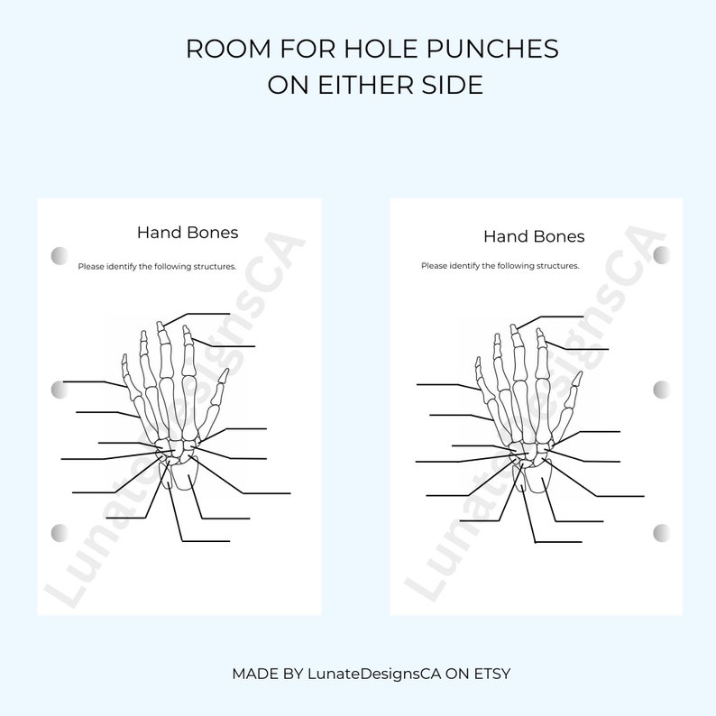 Hand Anatomy Bones Worksheet – Fill-in-the-blank, Answer Key (PDF) - Etsy