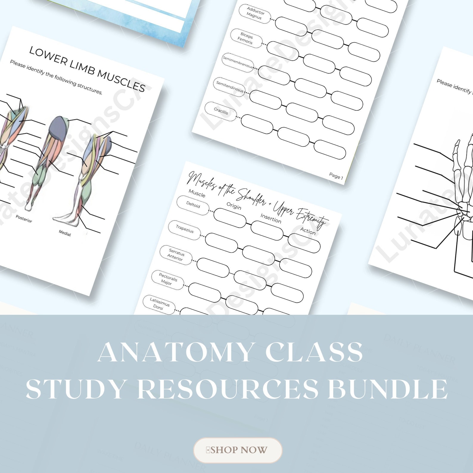Anatomy Class Template Bundle: Anatomy PDF Templates and Worksheets ...