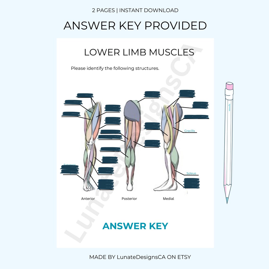 Fill-in-the-blank Anatomy Muscle Worksheet LOWER LIMB Answer Key ...