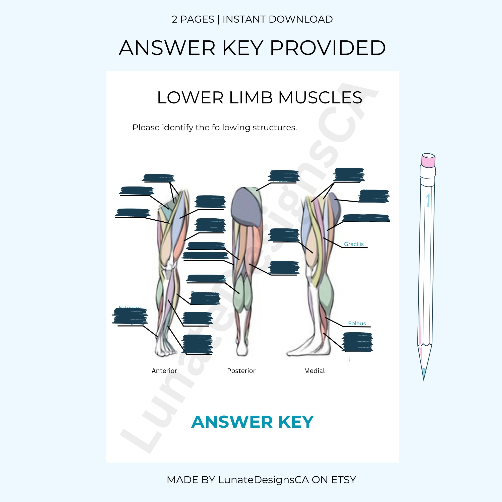 Lower Limb Muscles And Innervation