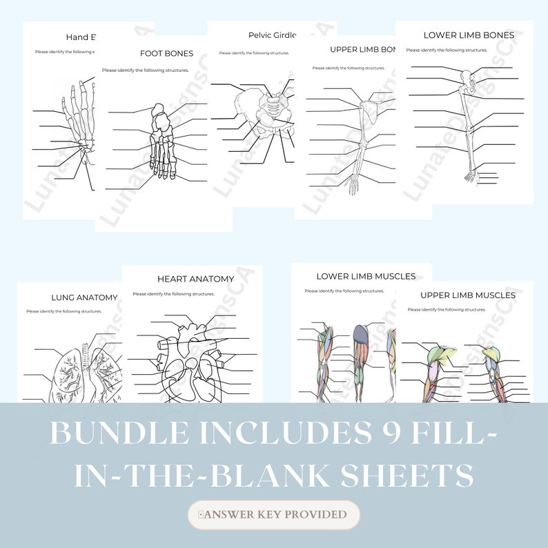 Fill-in-the-blank Worksheet Bundle: BONES Hand, Foot, Pelvic Girdle ...