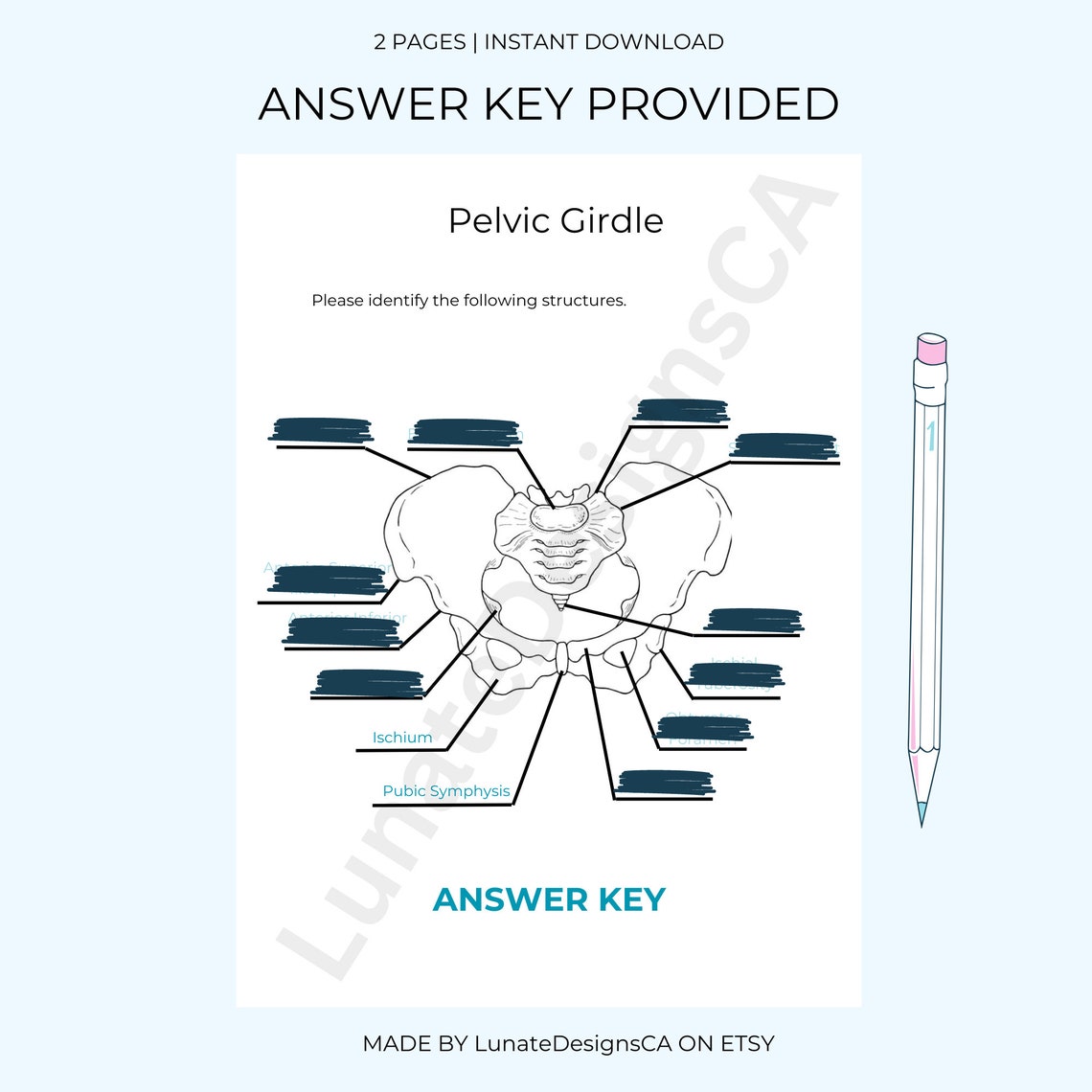 Fill-in-the-blank Anatomy Bones Worksheet-pelvic Girdle-answer Key ...