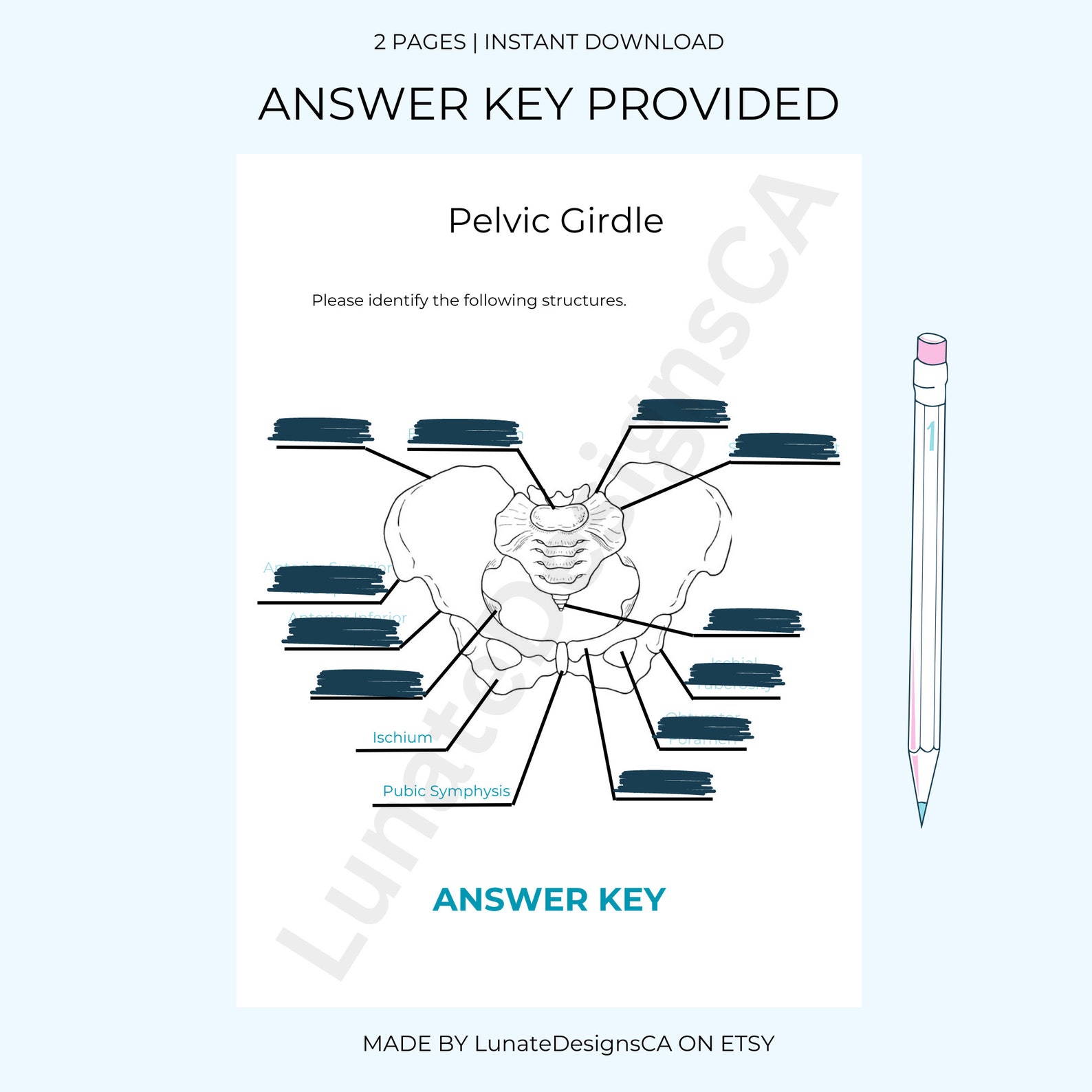 Fill-in-the-blank Anatomy Bones Worksheet-pelvic Girdle-answer Key ...
