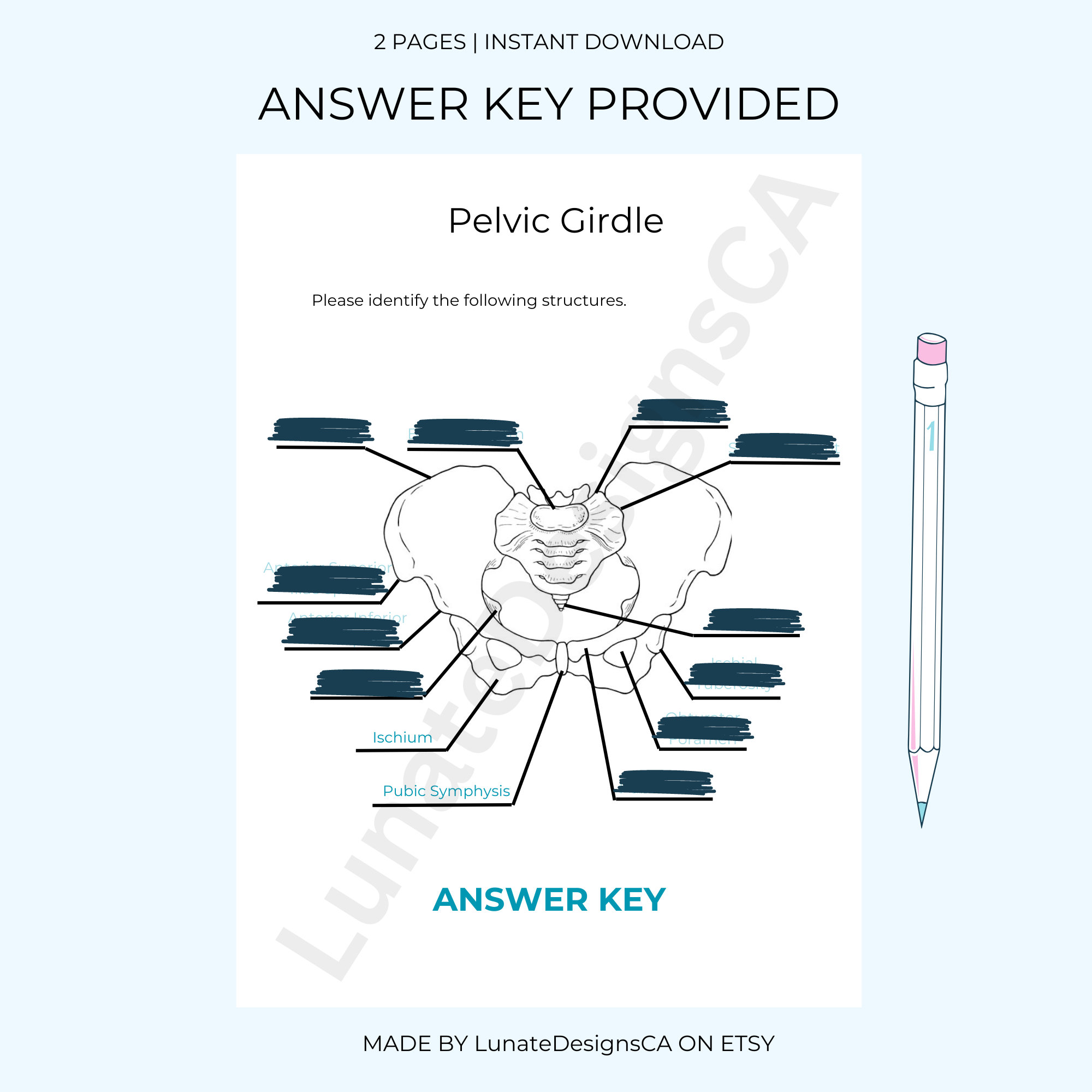 Fill-in-the-blank Anatomy Bones Worksheet-pelvic Girdle-answer Key ...