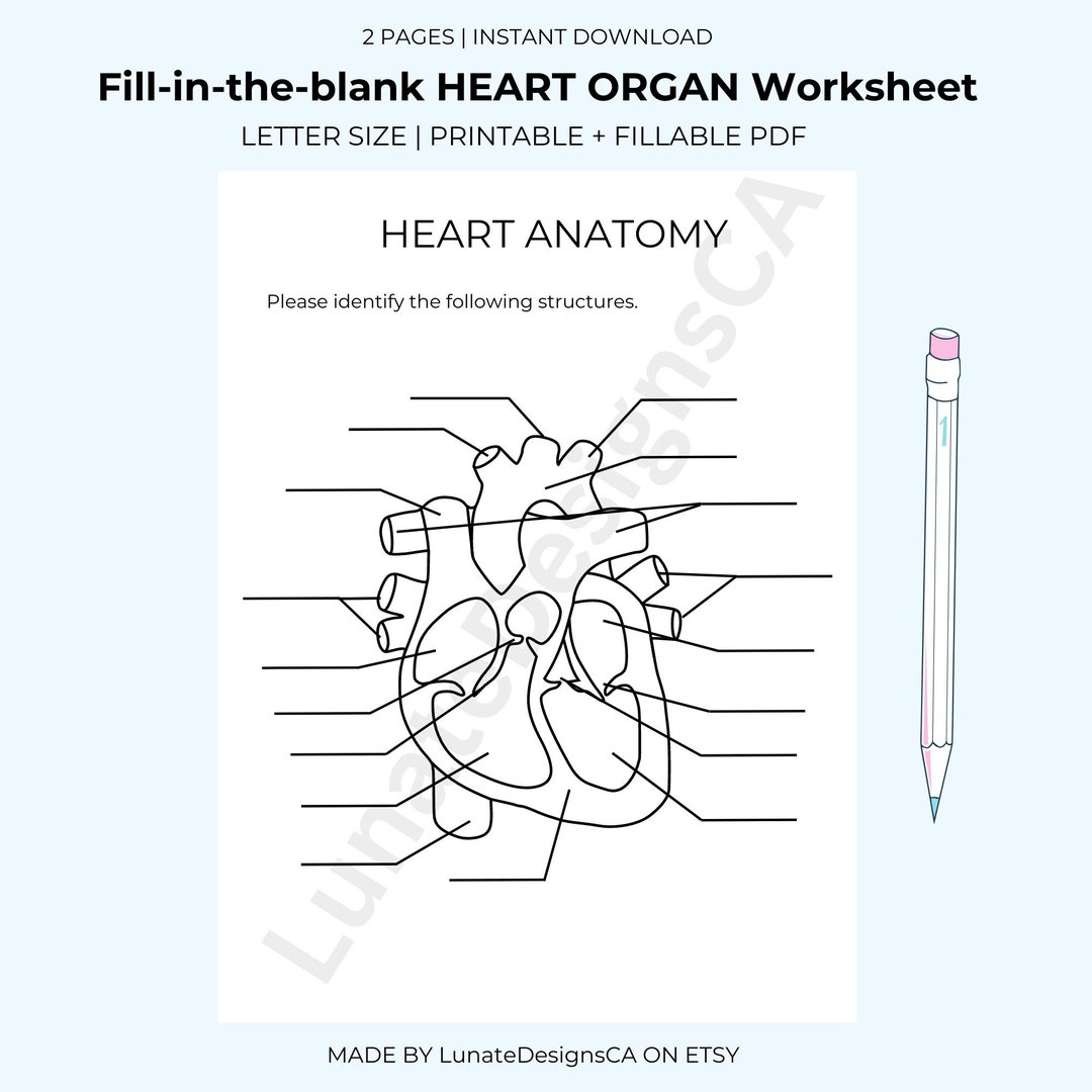 Fill-in-the-blank Anatomy Organ Worksheet -HEART- Answer Key Provided ...