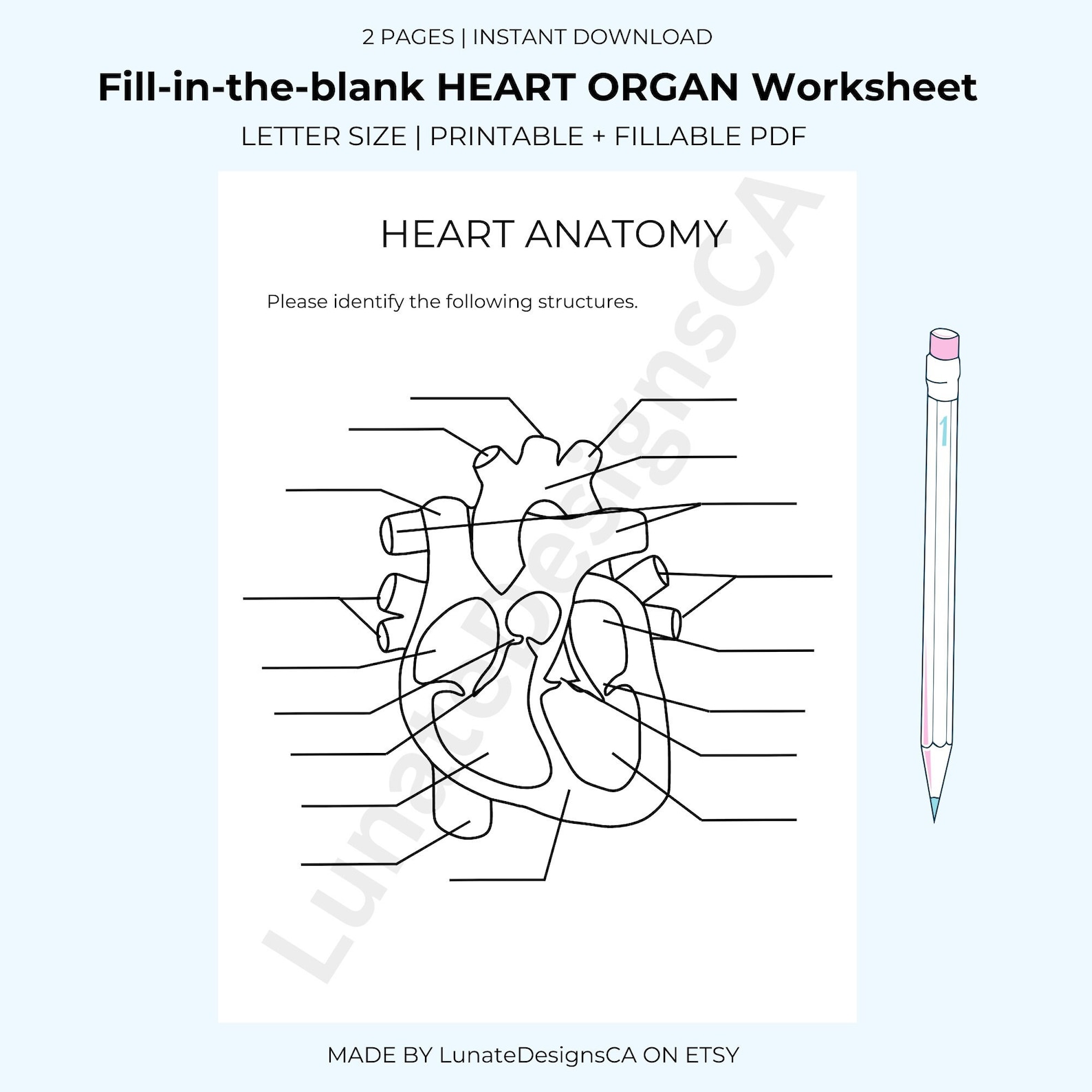 Fill-in-the-blank Anatomy Organ Worksheet -HEART- Answer Key Provided ...