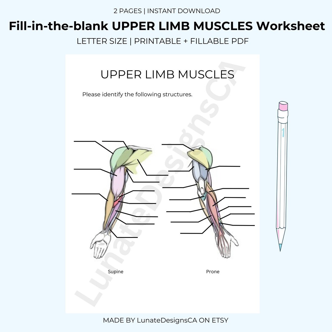 Fill-in-the-blank Anatomy Muscle Worksheet -UPPER LIMB- Answer Key ...