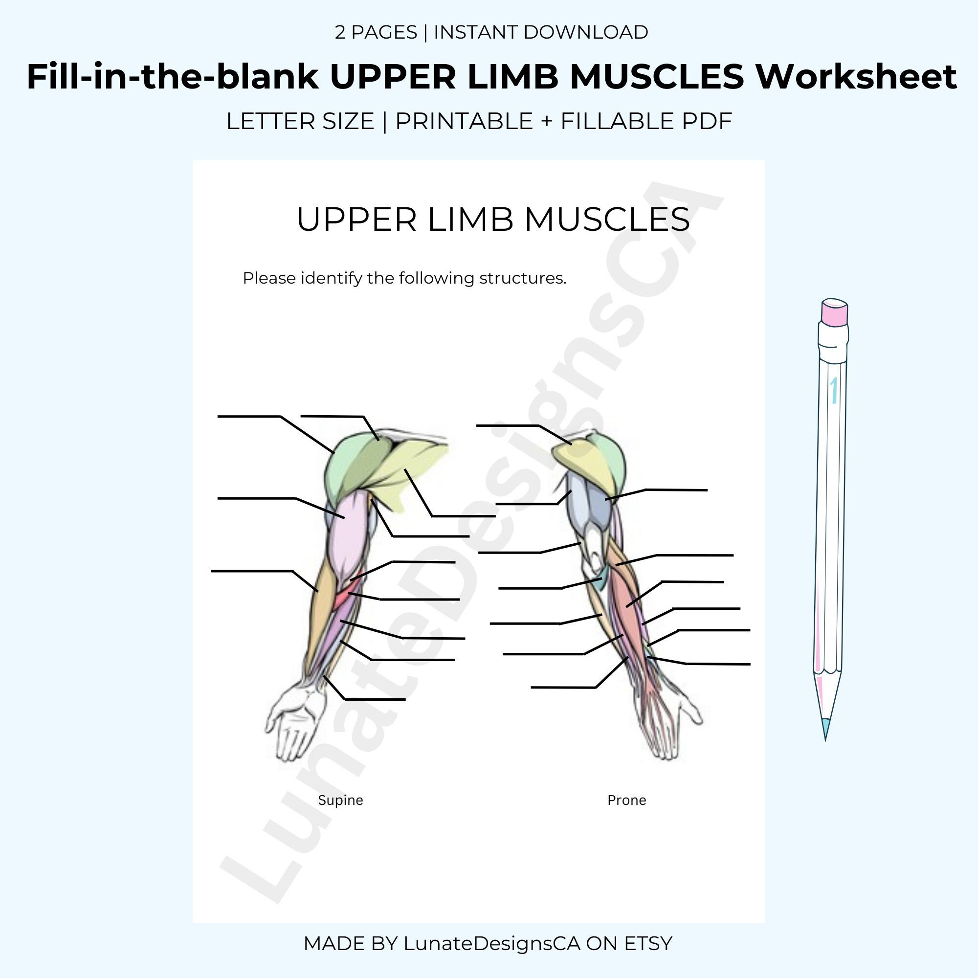 Unlabeled Muscle Diagram Worksheet