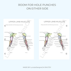 Fill-in-the-blank Anatomy Muscle Worksheet -UPPER LIMB- Answer Key ...