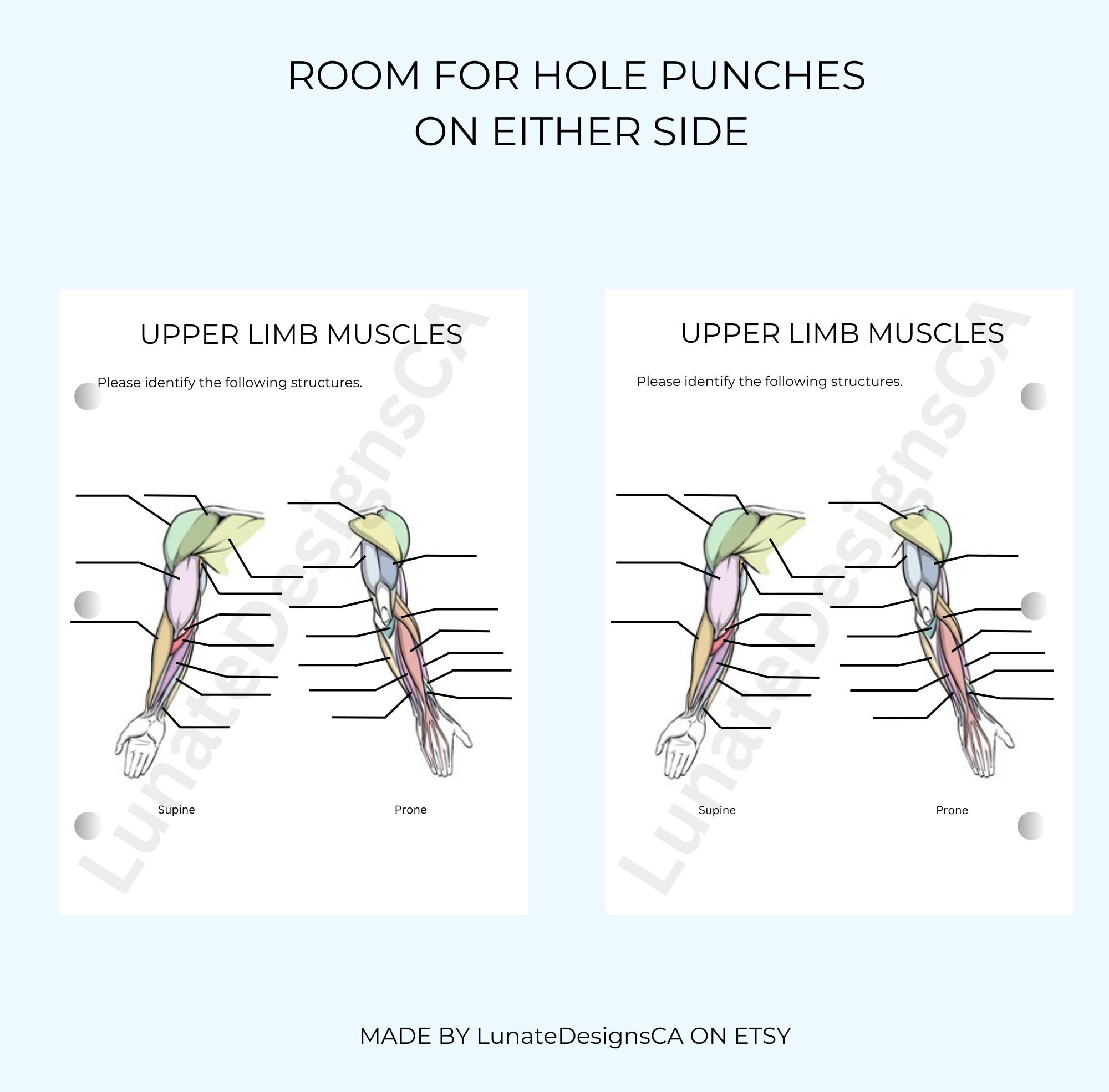 Fill-in-the-blank Anatomy Muscle Worksheet -UPPER LIMB- Answer Key ...