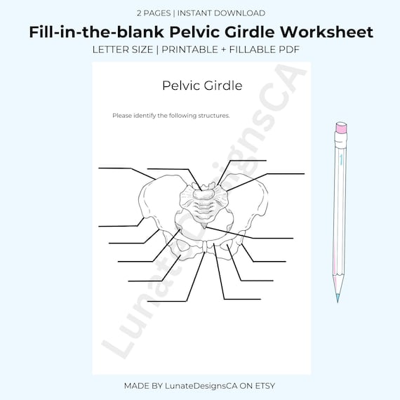 Pelvic Girdle Blank Diagram