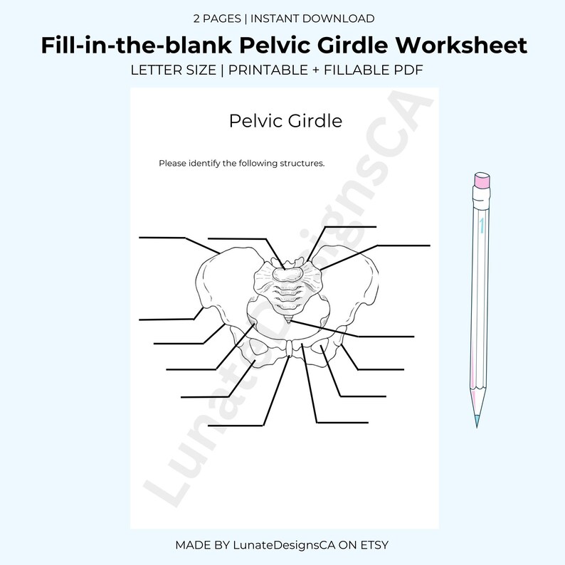 Fill-in-the-blank Anatomy Bones Worksheet-pelvic Girdle-answer Key ...