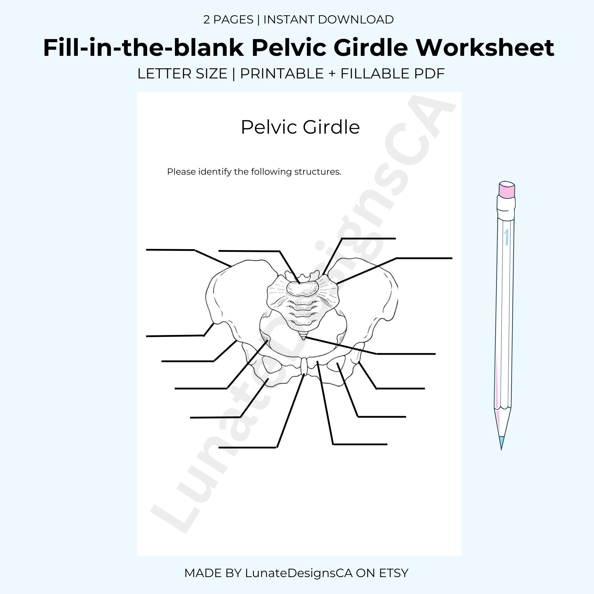 Fill-in-the-blank Anatomy Bones Worksheet-pelvic Girdle-answer Key ...