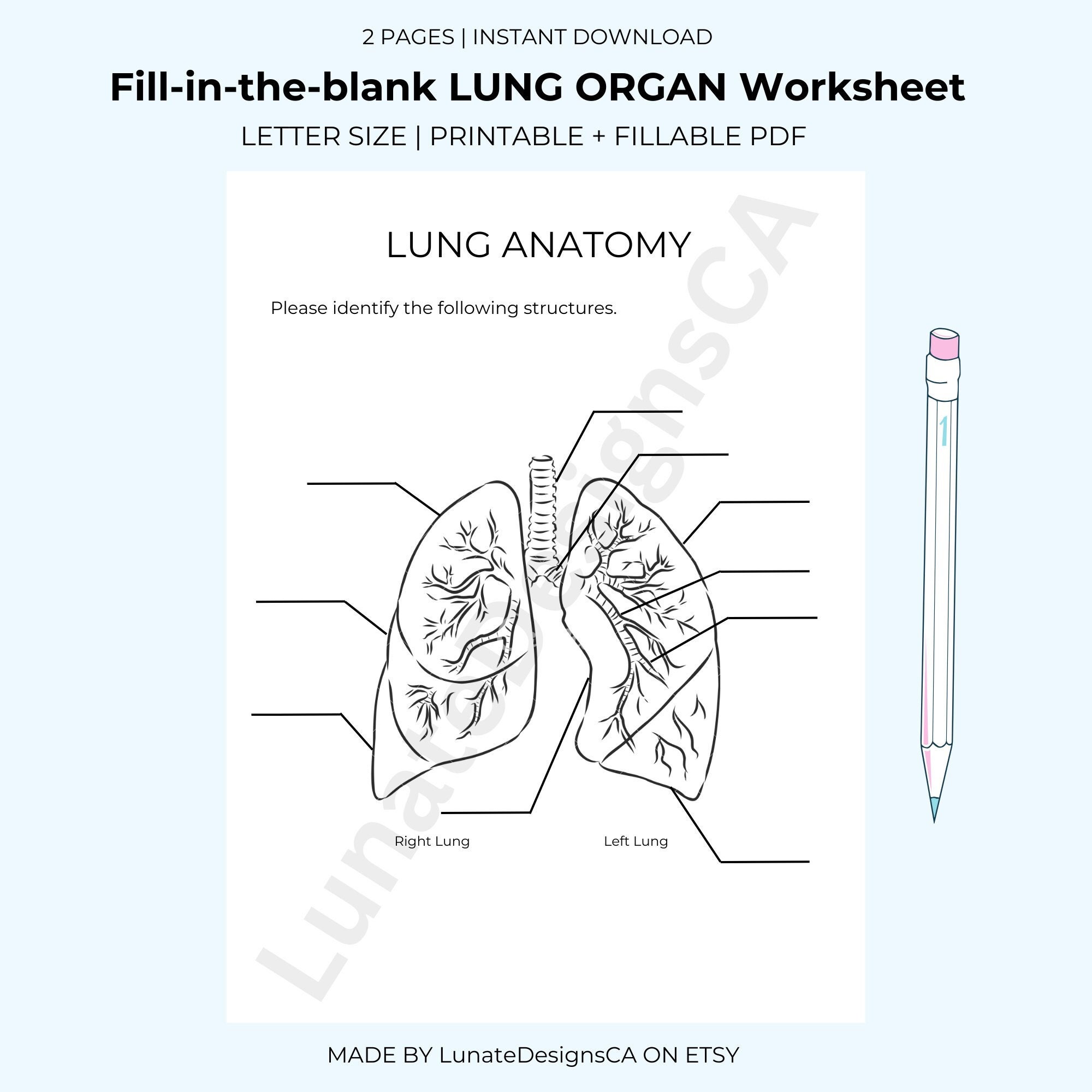Fill-in-the-blank Anatomy Organ Worksheet -LUNGS- Answer Key Provided ...
