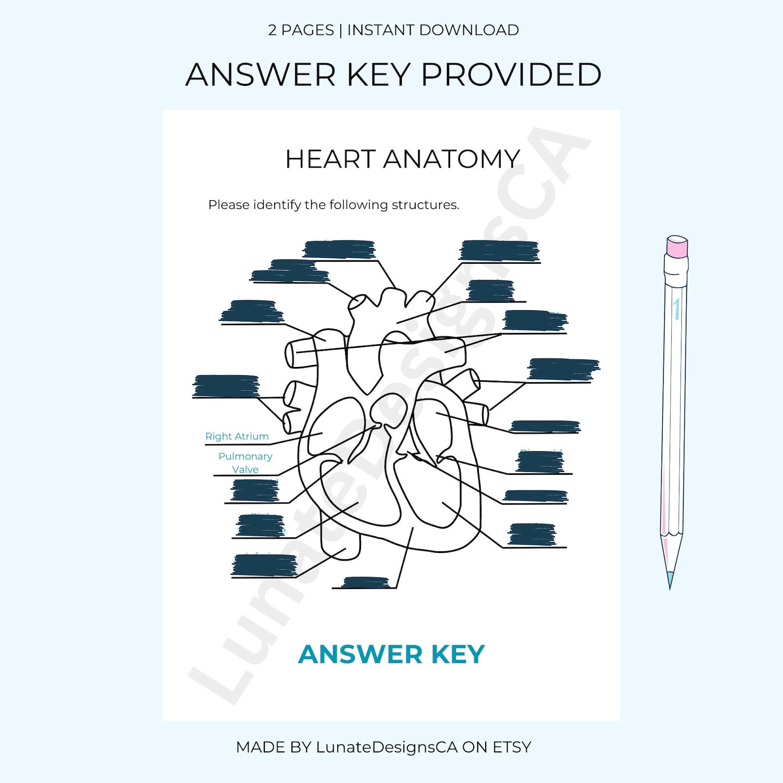 Fill-in-the-blank Anatomy Organ Worksheet -HEART- Answer Key Provided ...
