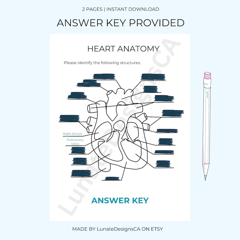 Fill-in-the-blank Anatomy Organ Worksheet -HEART- Answer Key Provided ...