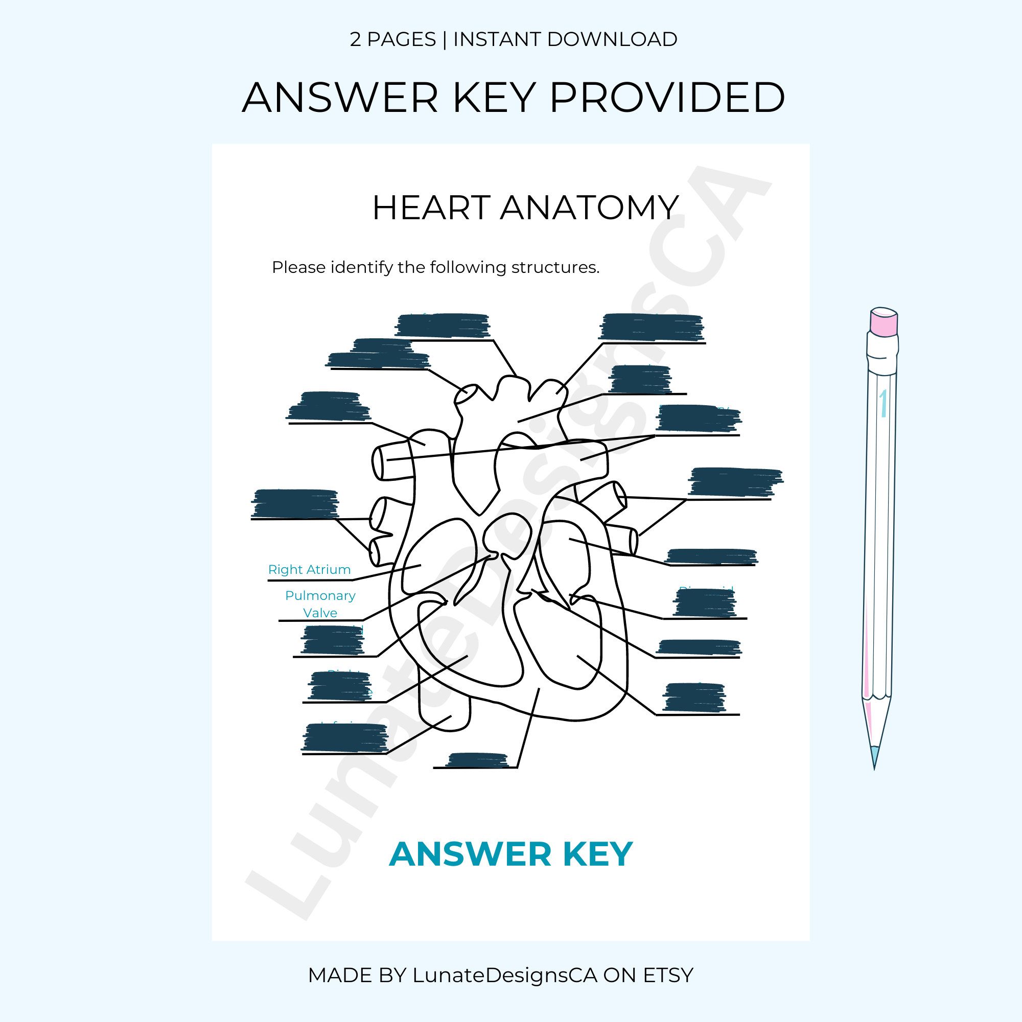 Fill-in-the-blank Anatomy Organ Worksheet -HEART- Answer Key Provided ...