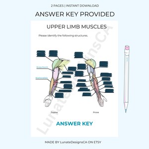 Upper Limb Anatomy Worksheet – Fill-in-the-blank Muscle Study (PDF) - Etsy