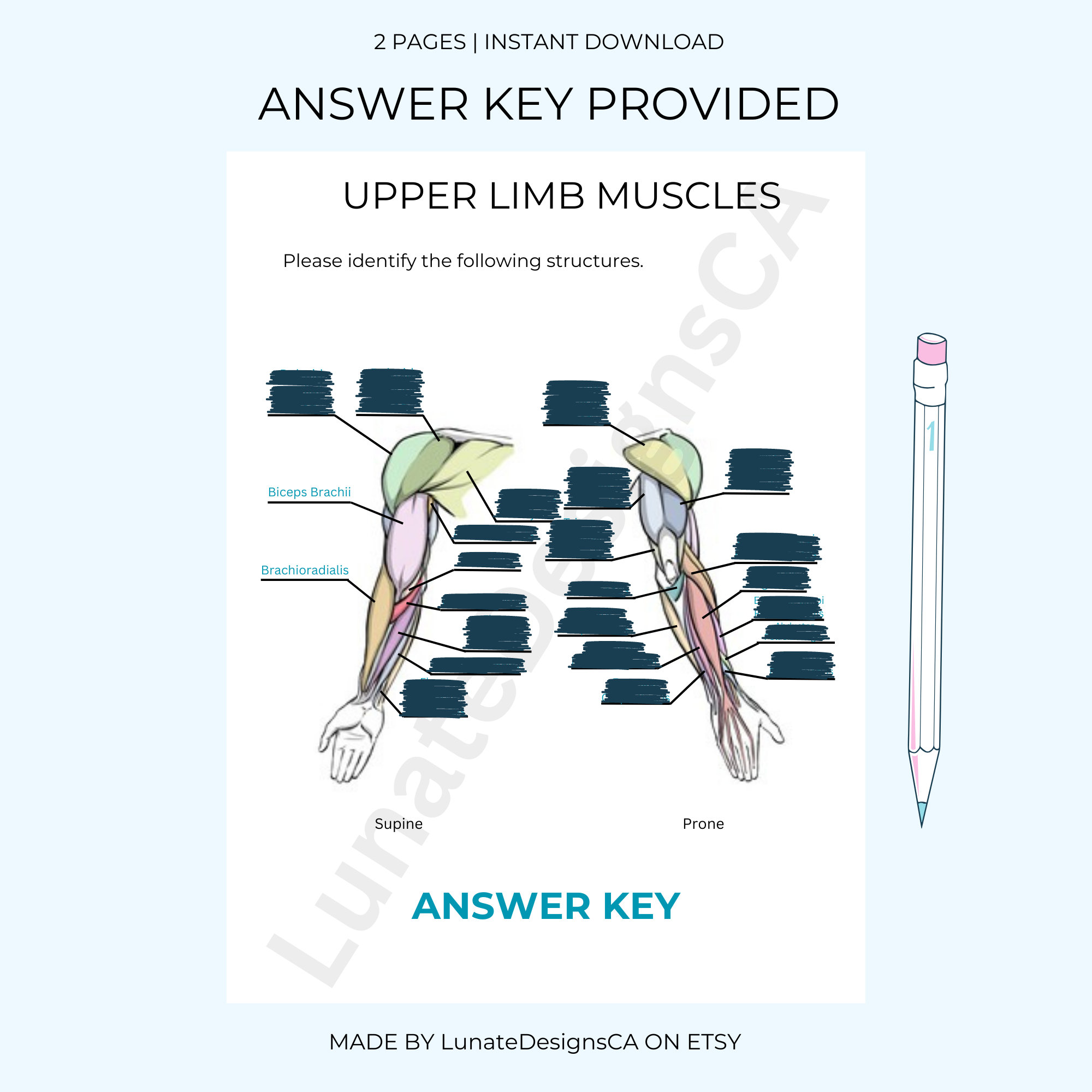 Fill-in-the-blank Anatomy Muscle Worksheet -UPPER LIMB- Answer Key ...
