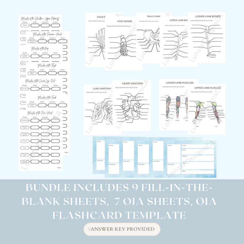 Anatomy Class Template Bundle: Anatomy PDF Templates and Worksheets ...