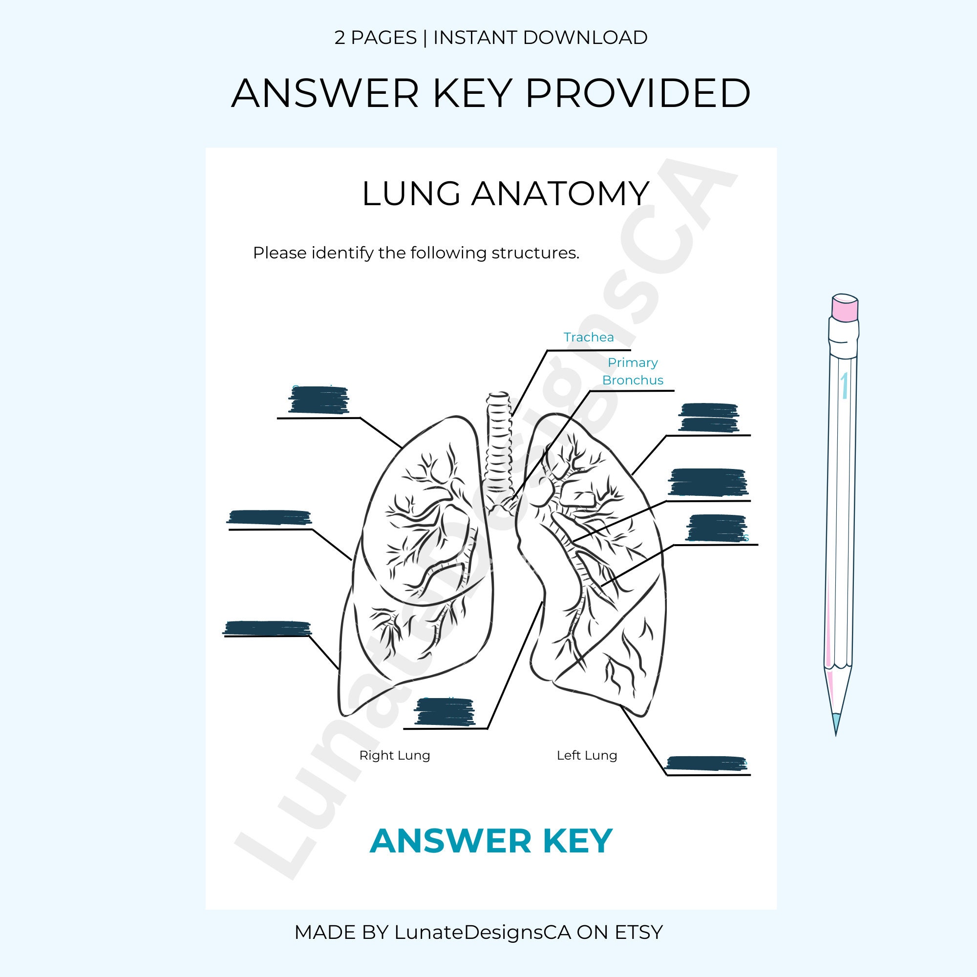 Fill-in-the-blank Anatomy Organ Worksheet -LUNGS- Answer Key Provided ...