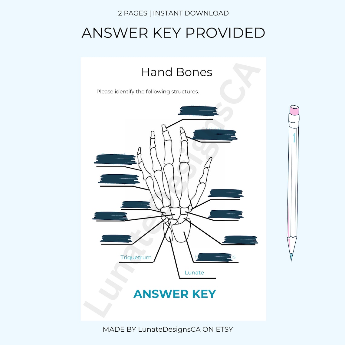 Fill-in-the-blank Anatomy Bones Worksheet- HAND- Answer Key Provided ...