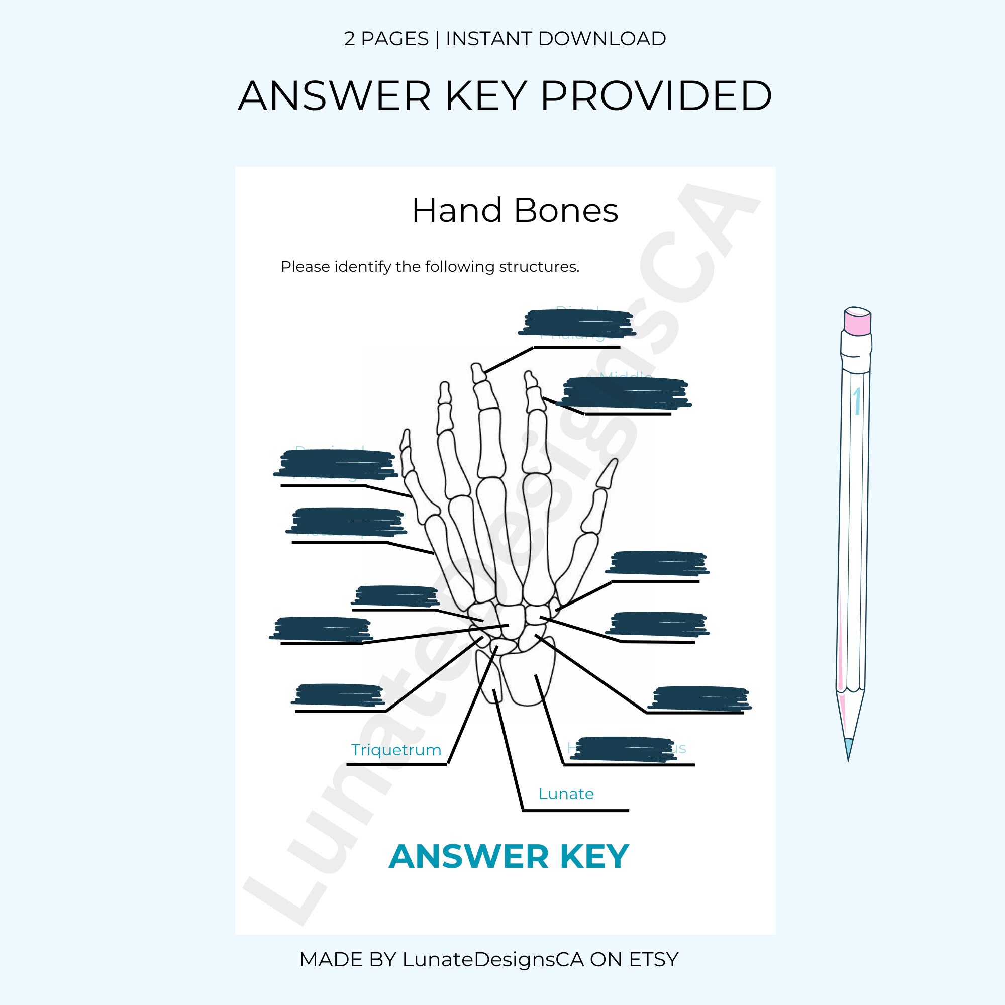 Fill-in-the-blank Anatomy Bones Worksheet- HAND- Answer Key Provided ...