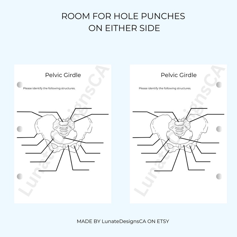 Fill-in-the-blank Anatomy Bones Worksheet-pelvic Girdle-answer Key ...